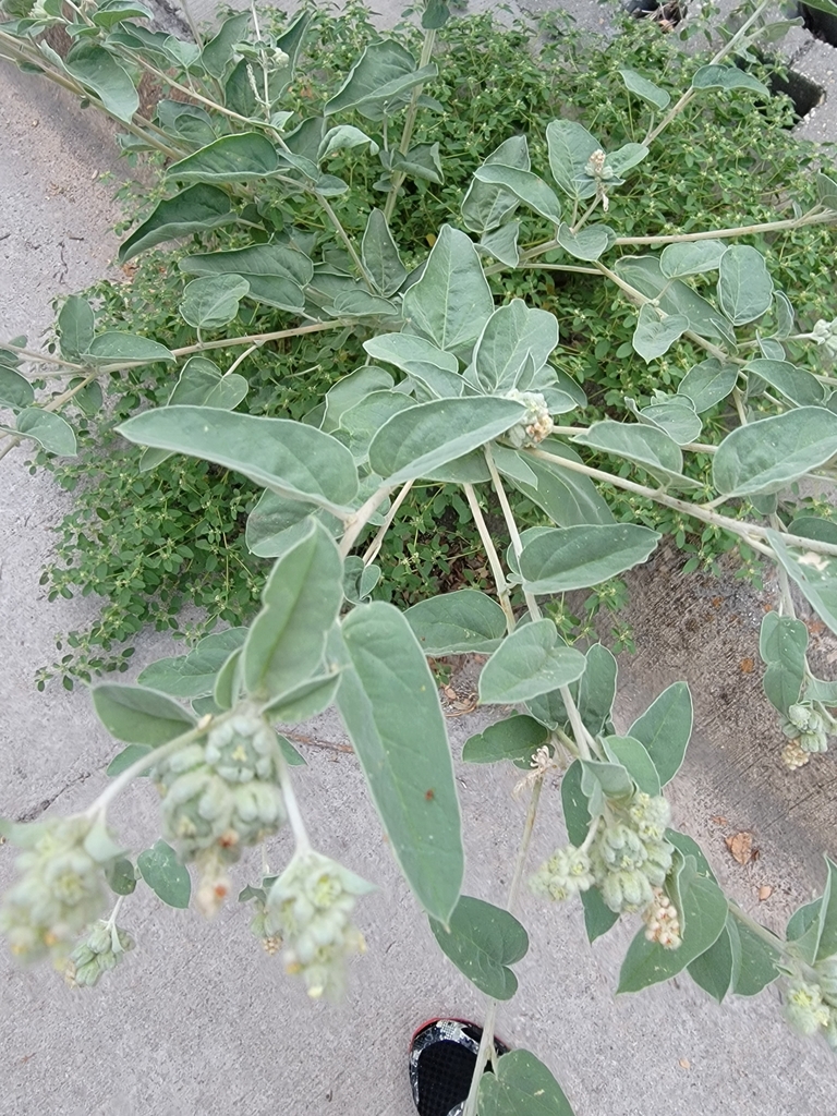 Crotons from Plano, TX 75025, USA on September 15, 2022 at 07:31 AM by ...