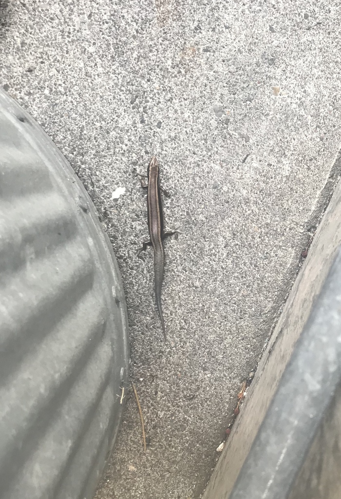 Western Skink from 100 Cole M Rivers Dr, Trail, OR, US on August 12 ...