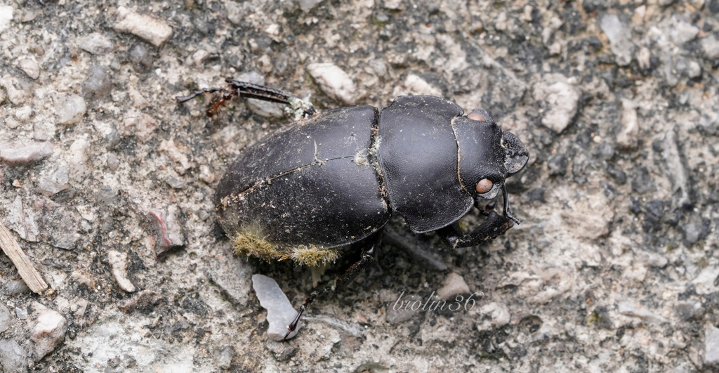 Neolucanus nitidus from 中国安徽省池州市青阳县 on September 11, 2022 at 09:51 PM ...