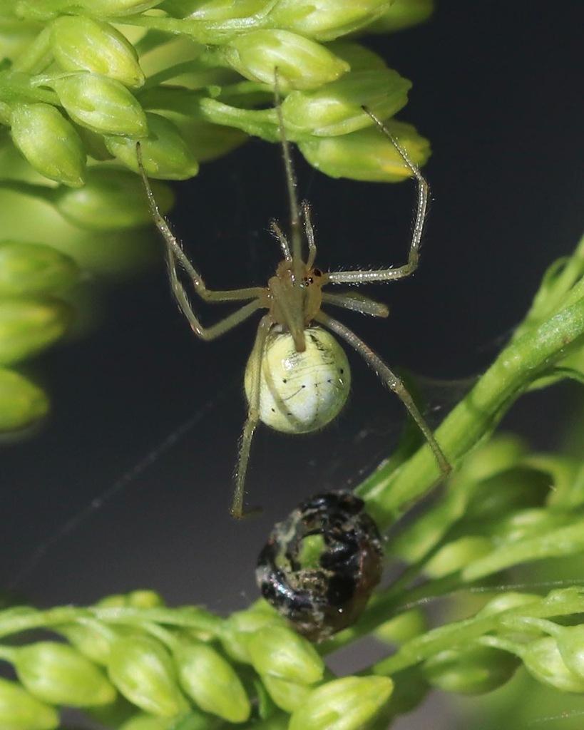 Common candy-striped spider from New London, NH, USA on July 17, 2022 ...