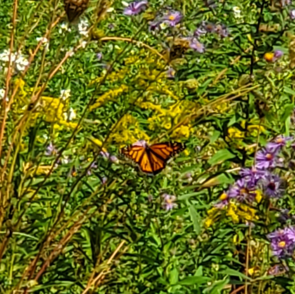 Monarch from Parc Angrignon on September 14, 2022 at 11:18 AM by Suzie ...
