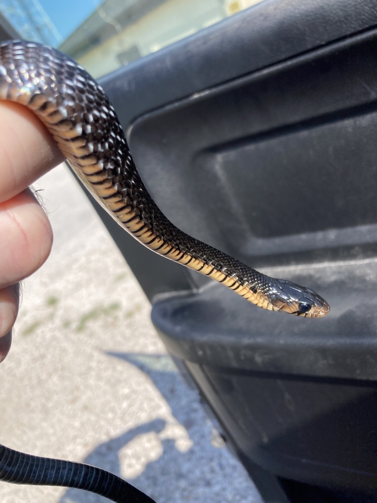 Texas Indigo Snake in September 2022 by Brandon Nooner. Released ...