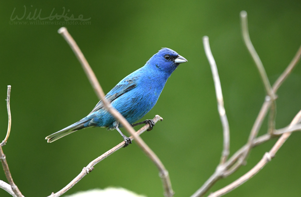 Indigo Bunting from Exner Marsh Nature Preserve; McHenry County, IL on ...