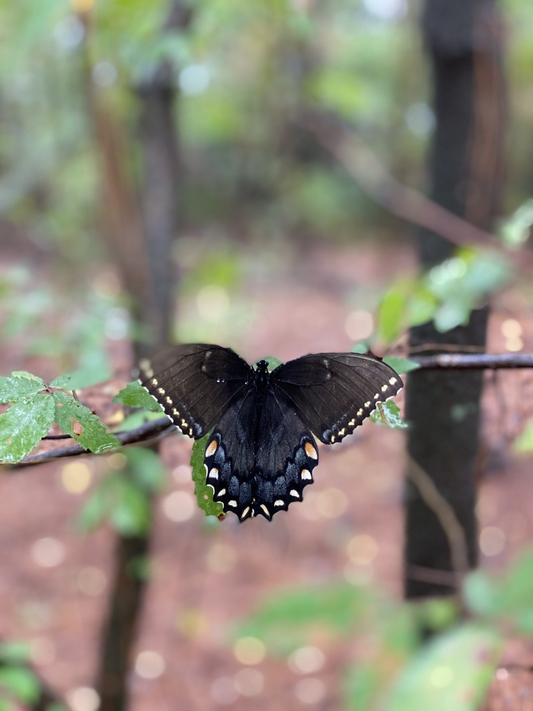 Swallowtails from E Henderson St, Overton, TX, US on August 22, 2022 at ...