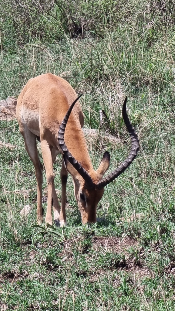 Common Impala from Ikoma, Tanzania on September 11, 2022 at 02:02 PM by ...