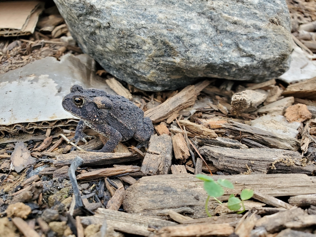 American Toad from Horse Shoe, NC 28742, USA on August 25, 2022 at 09: ...