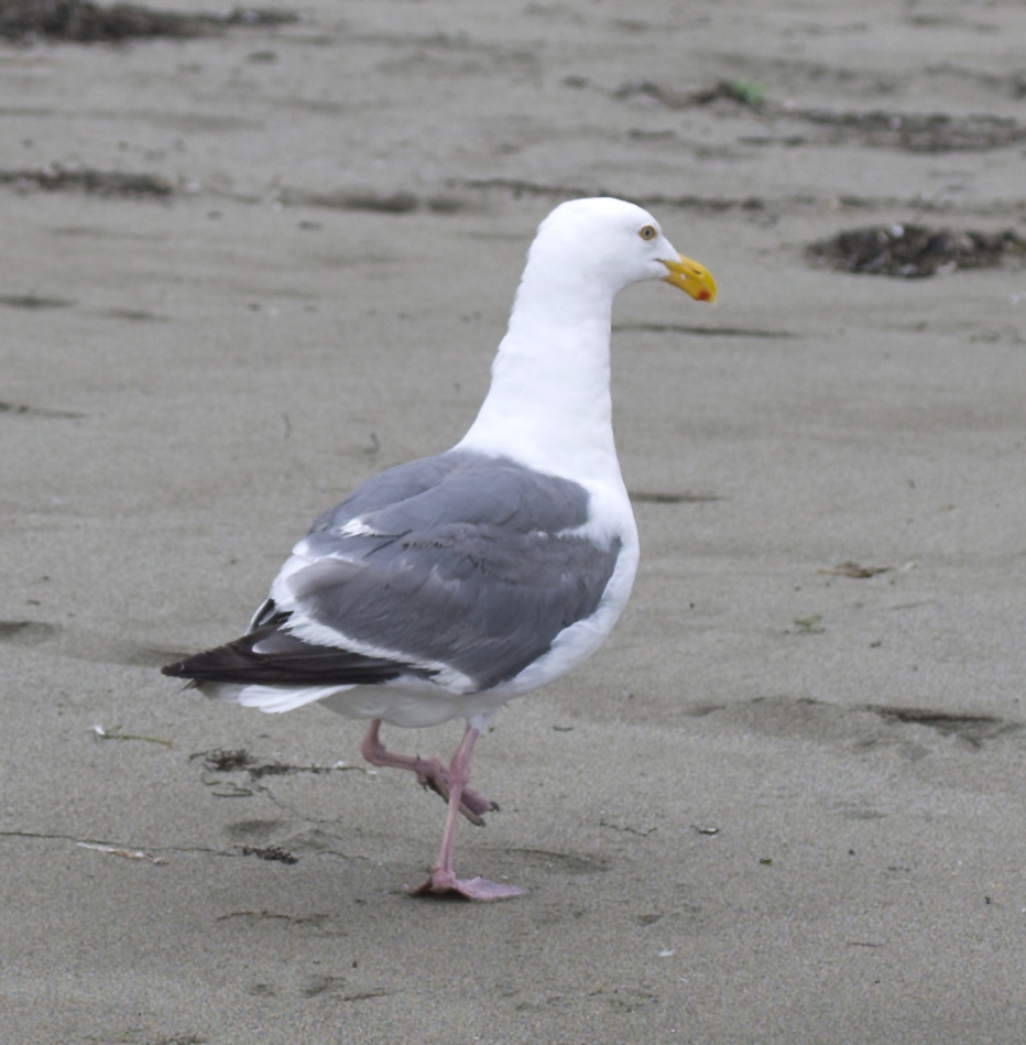 Western Gull on August 23, 2015 by Cody Hough · iNaturalist