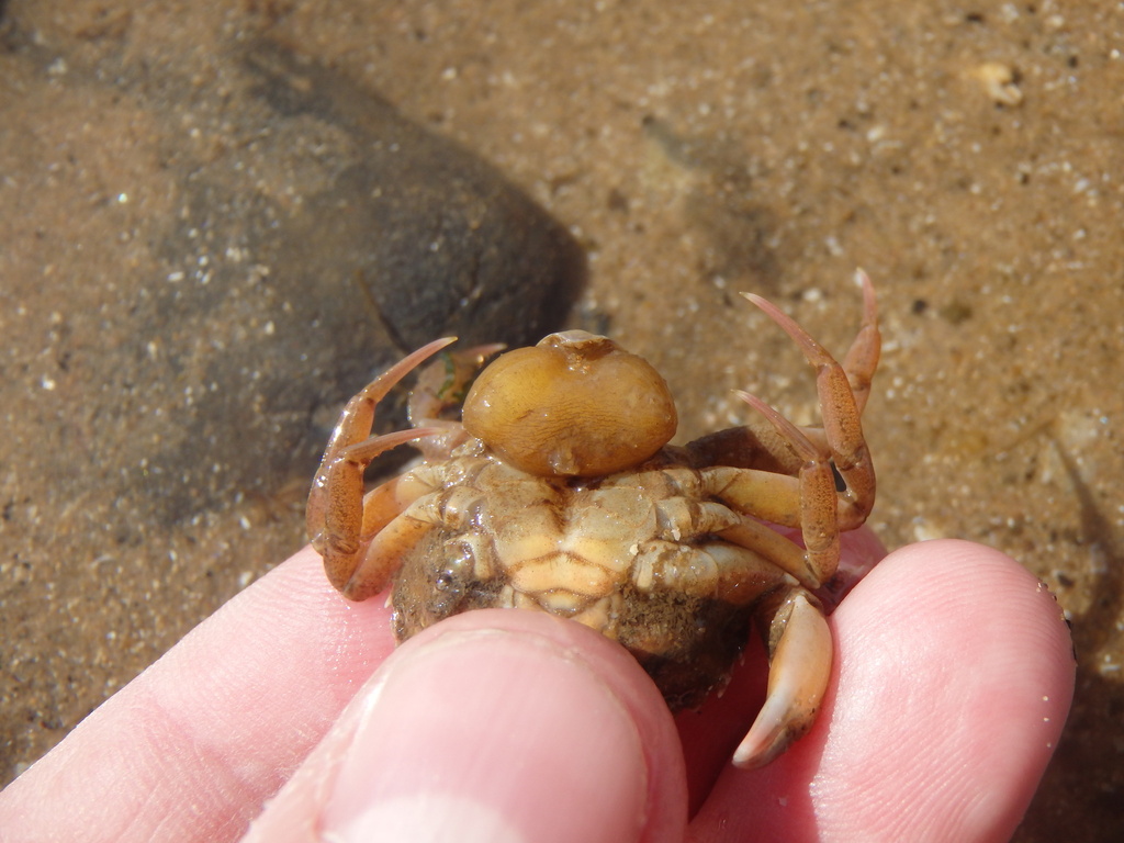 Crab-hacker barnacle from The Wash, Hunstanton, England, GB on August ...