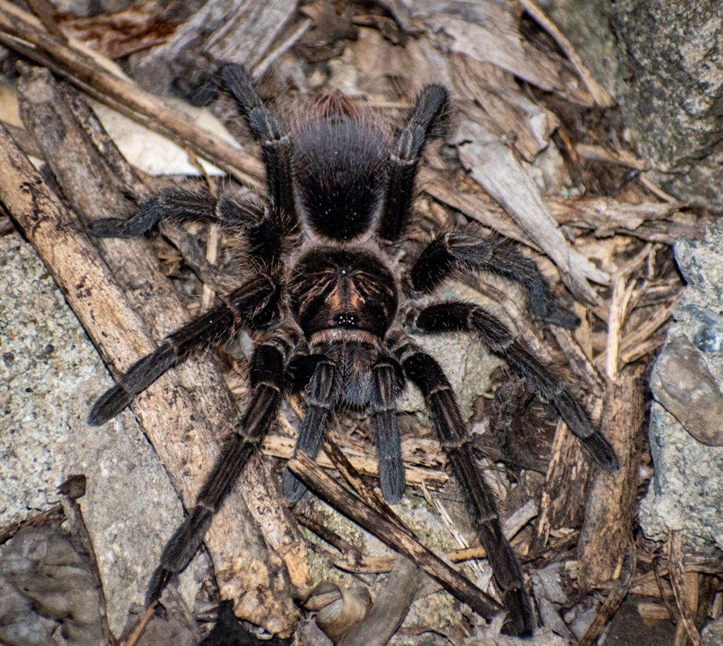 Hispaniolan Giant Tarantula from 9JF2+H7H, Salcedo 34000, Dominican ...