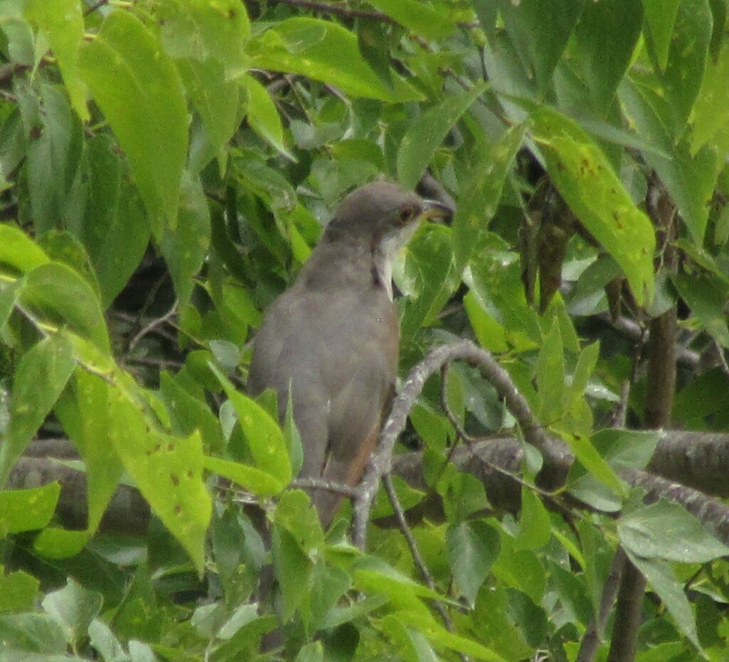 Yellow-billed Cuckoo from Williamson County, TX, USA on September 15 ...