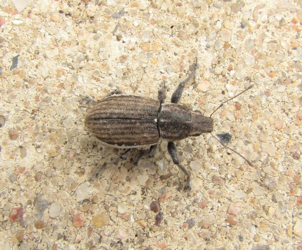 White-fringed weevil from Round Rock, TX, USA on September 15, 2022 at ...