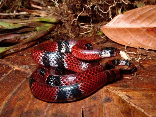 Subspecies Erythrolamprus mimus micrurus · iNaturalist