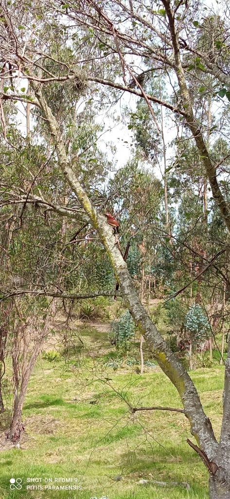 Crimson-mantled Woodpecker from Susacón, Boyacá, Colombia on July 21 ...