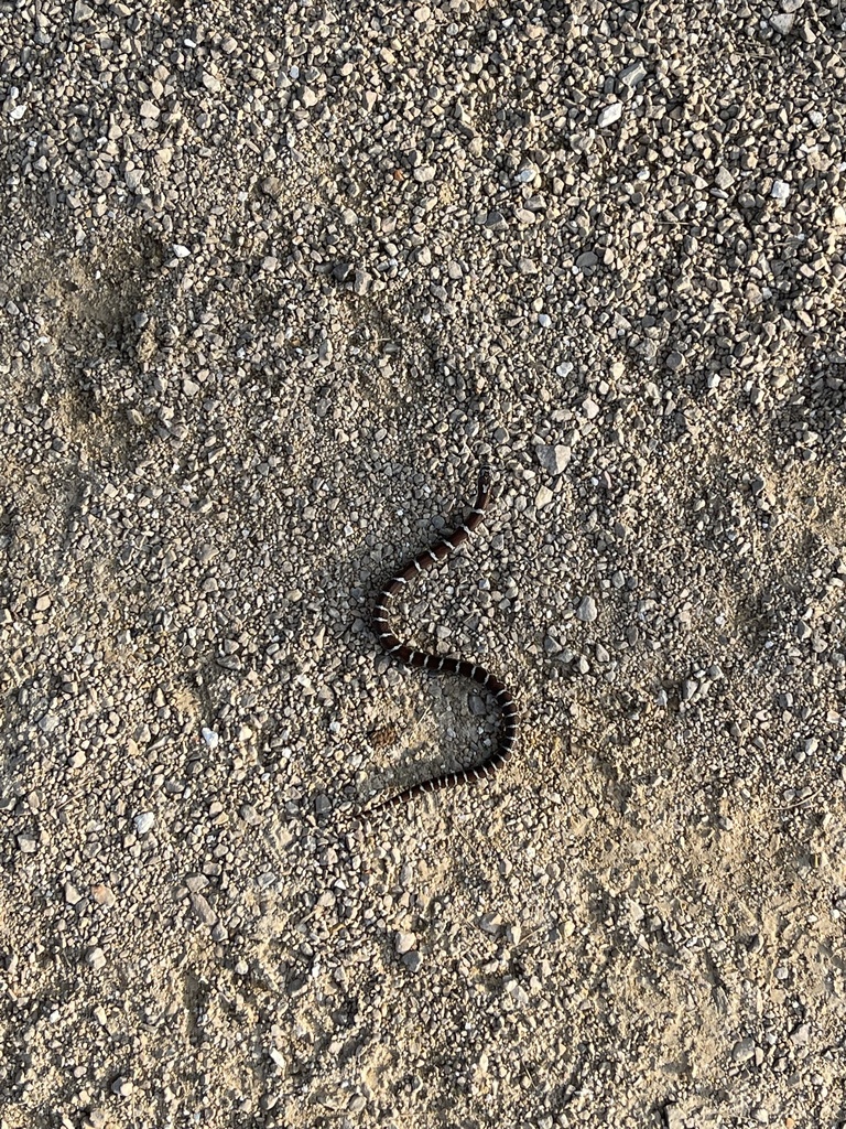 Eastern Milksnake from Pheasant Branch Conservancy, Middleton, WI, US ...