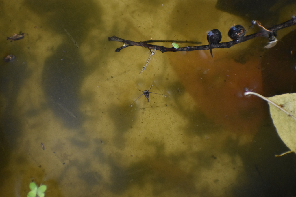 Trepobates pictus from Northwest Philadelphia, Philadelphia, PA, USA on ...