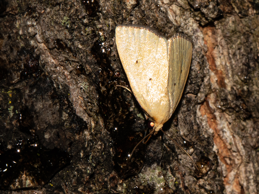 Black-bordered Lemon Moth from Patuxent Research Refuge, Anne Arundel ...