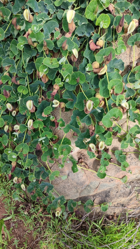 Fox ears from Viña del Mar, Valparaíso, Chile on September 15, 2022 at ...