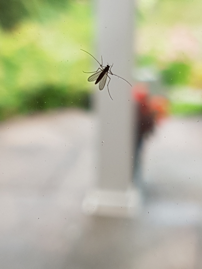 Non-biting Midges from Mississauga, ON L5L 1Z1, Canada on September 12 ...