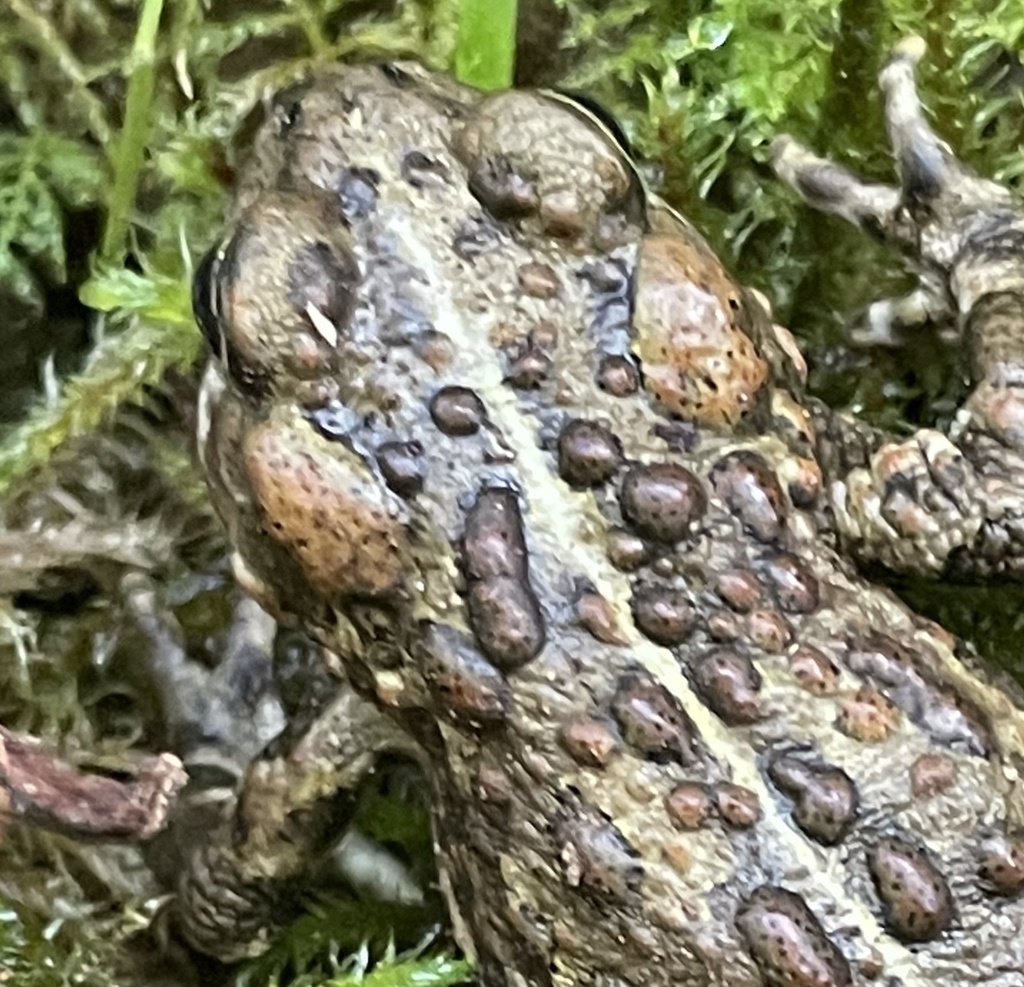 Western Toad from Mount Waddington A, BC, CA on September 09, 2022 at ...
