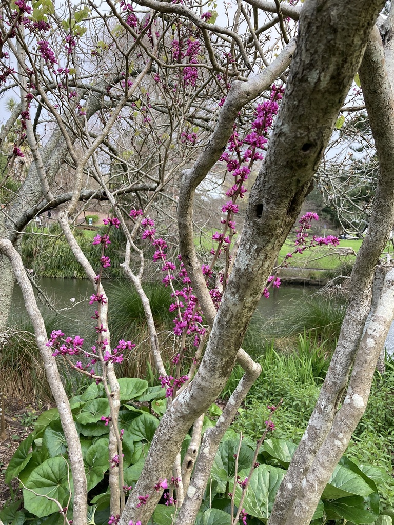 Chinese redbud from Auckland Domain, Auckland, Auckland, NZ on ...
