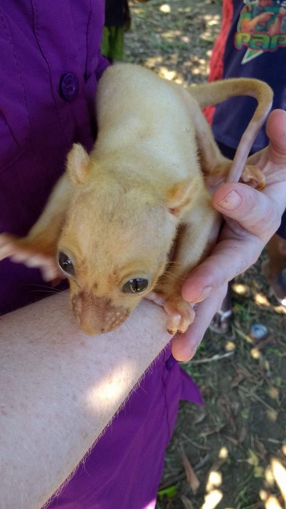 Common Spotted Cuscus from South Pacific Ocean on December 7, 2017 at ...