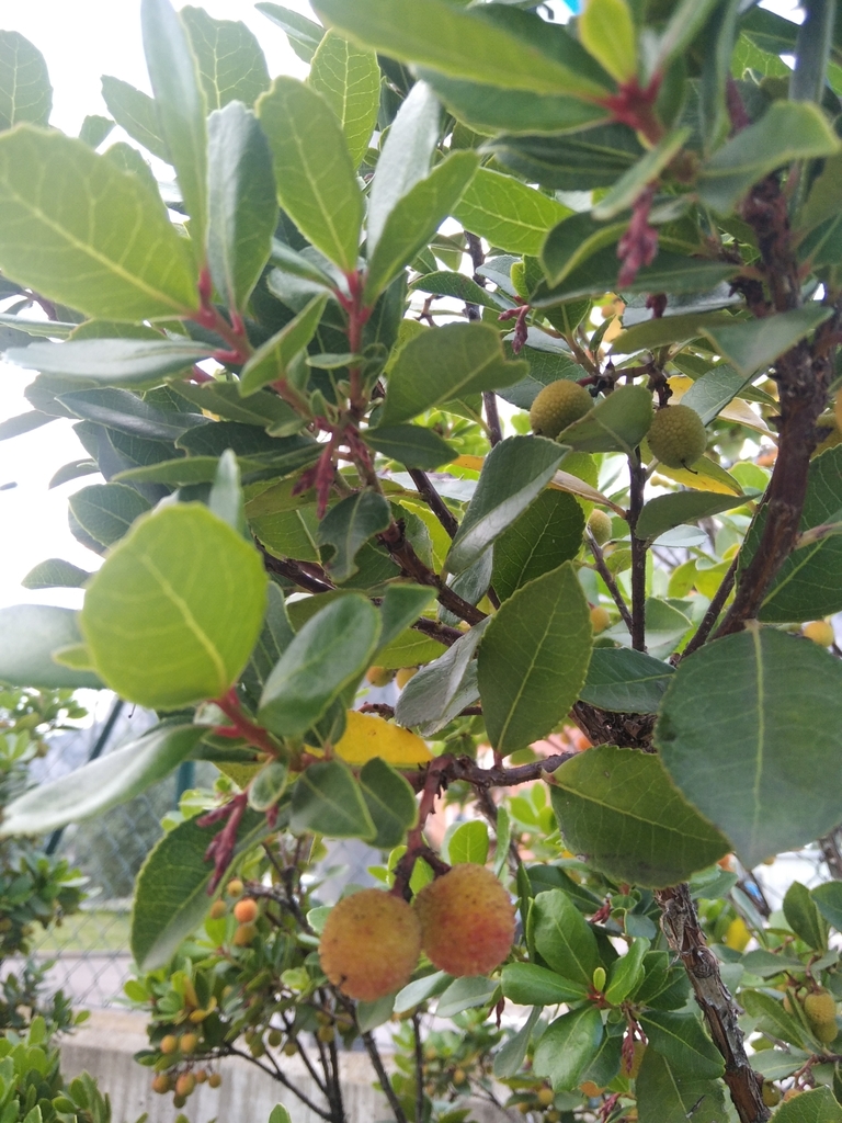 strawberry tree from 38066 Riva del Garda TN, Italia on September 16 ...