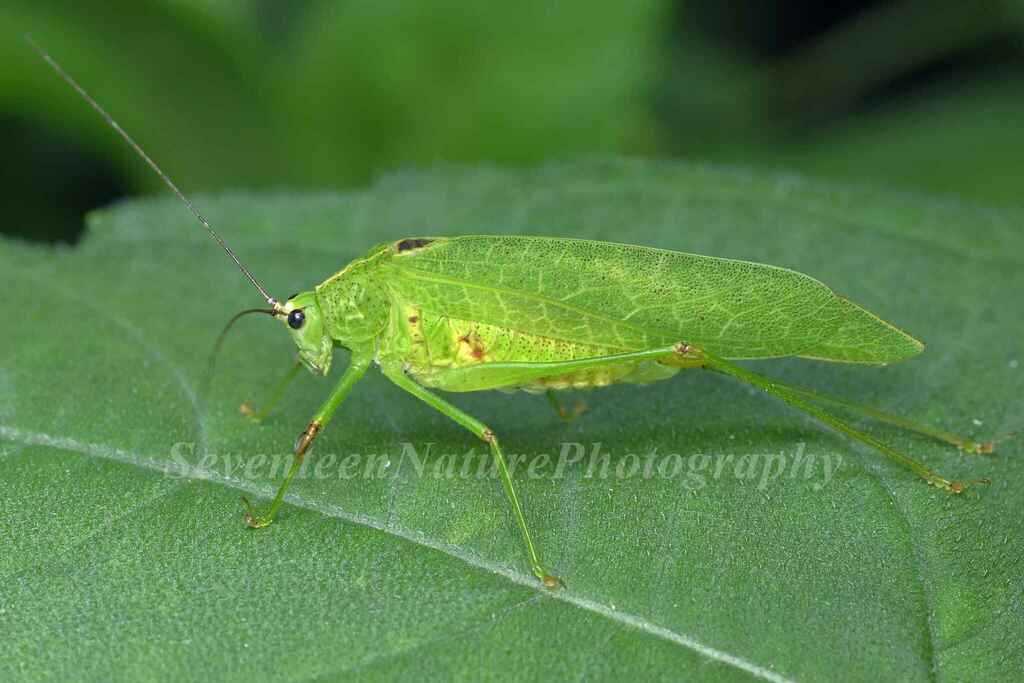 Mirollia formosana from 中国安徽省池州市青阳县 on September 11, 2022 at 08:44 PM ...