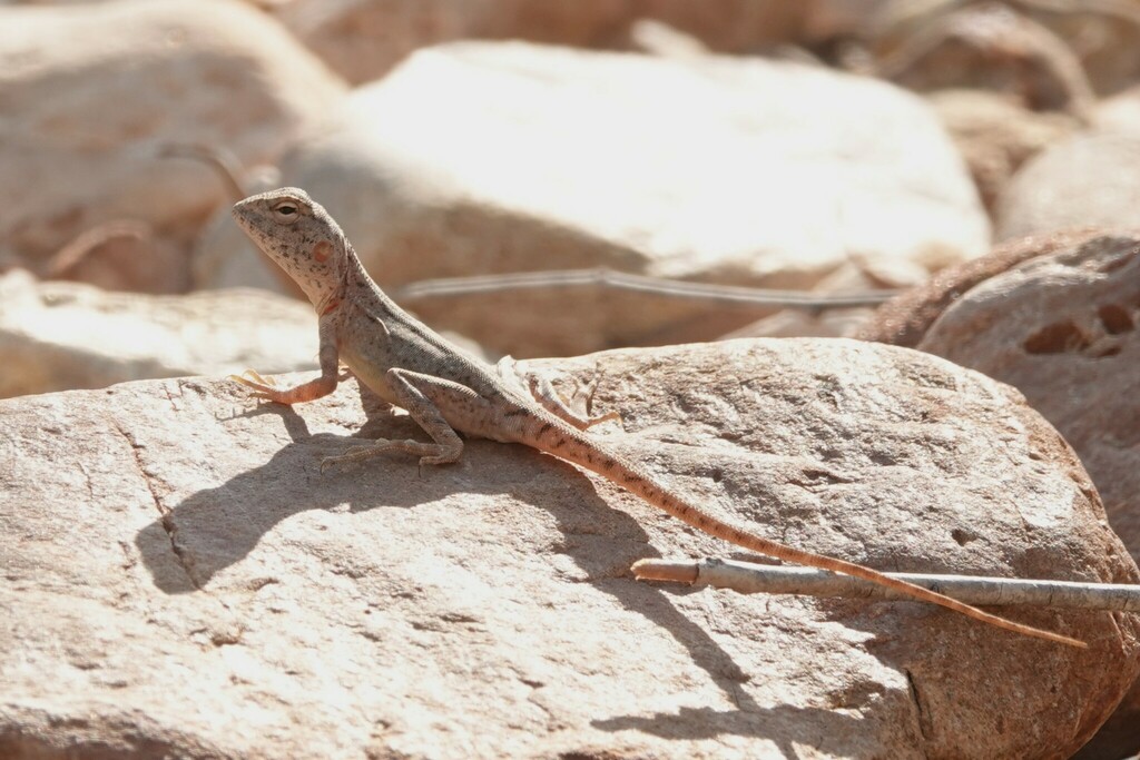 Slater's Dragon from McArthur NT 0852, Australia on August 28, 2022 at ...