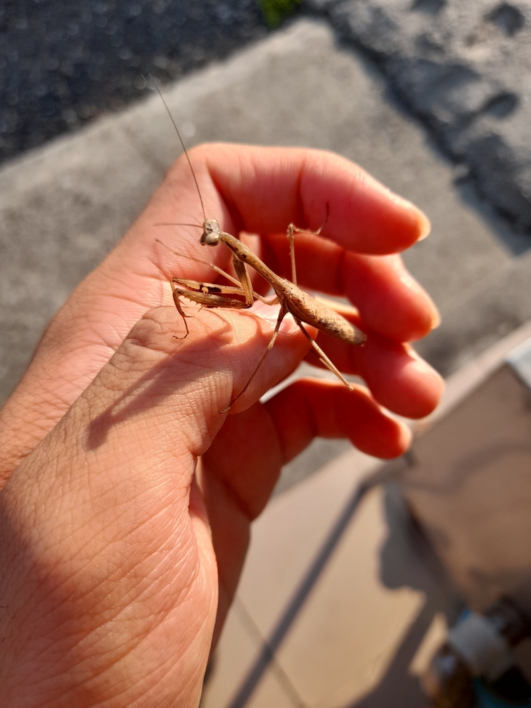 Statilia from 260台灣宜蘭縣宜蘭市進士里 on September 16, 2022 at 04:25 PM by Saikō ...