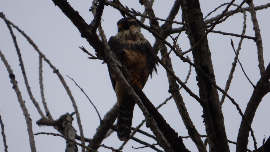 Aplomado Falcon from Curicó, Región del Maule, Chile on August 04, 2018 ...