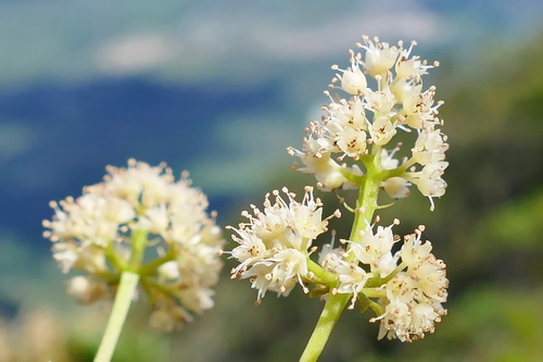 Spiraeanthemum ellipticum · iNaturalist Mexico