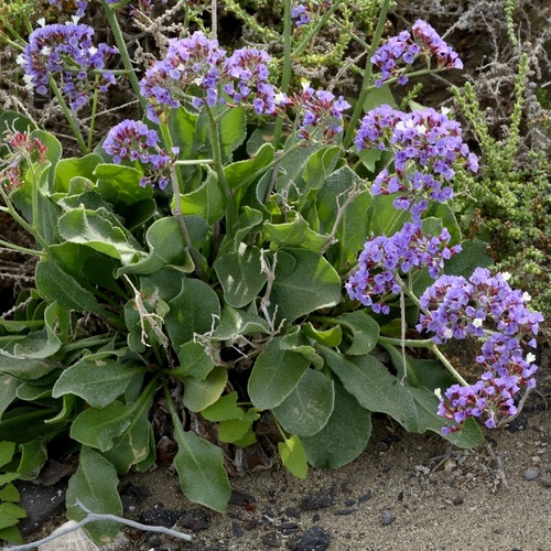 Limonium puberulum · iNaturalist