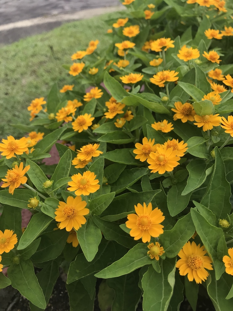 trailing daisy from Miyaura, Nichinan-Shi, Miyazaki, JP on August 13 ...