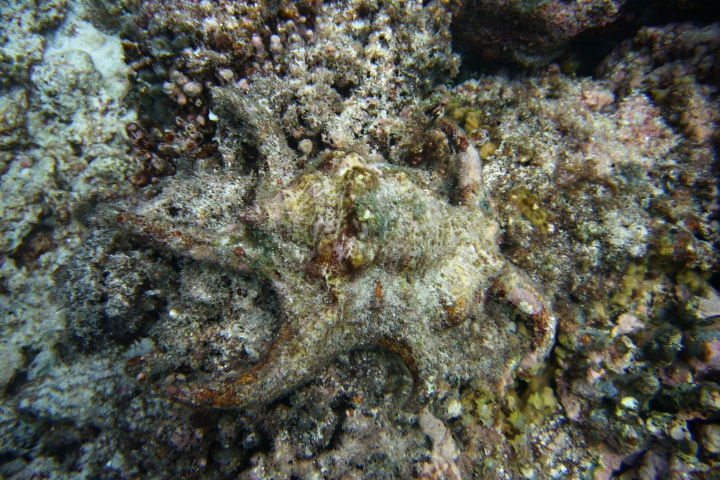 Chiragra Conch from Ukulhas, Maledivy on November 26, 2016 at 07:44 AM ...