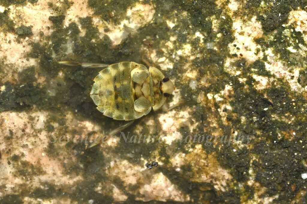 Aphelocheirus from 中国安徽省池州市青阳县 on September 11, 2022 at 11:10 PM by 石柒 ...