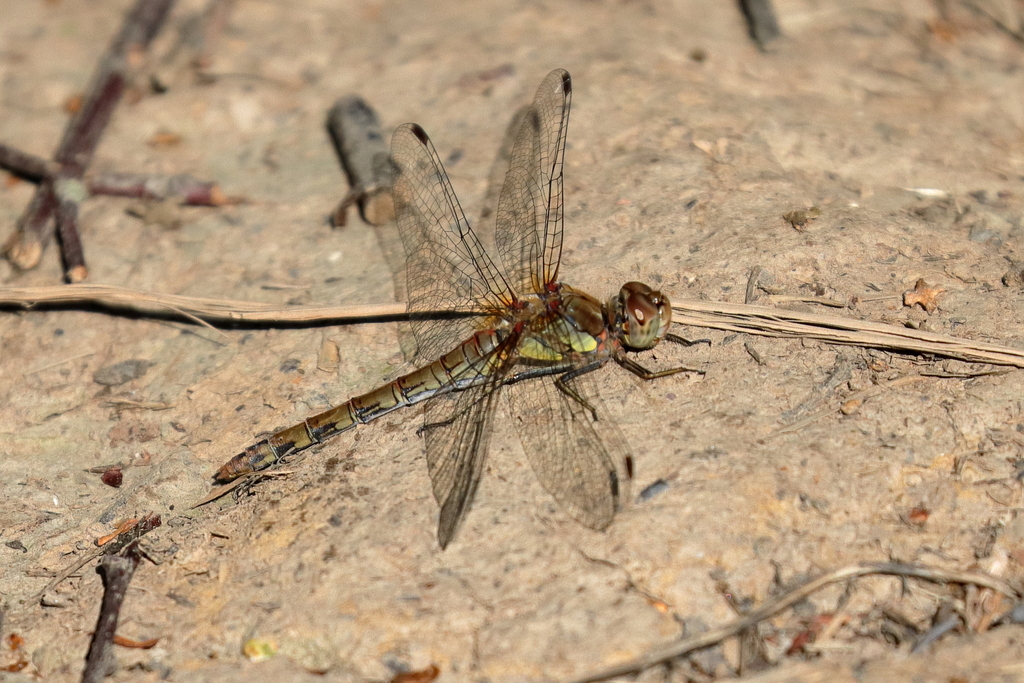 Common Darter from Norfolk, England, United Kingdom on August 18, 2022 ...