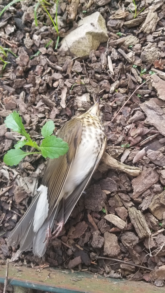 Brown Thrushes and Nightingale-Thrushes from Dane County, US-WI, US on ...