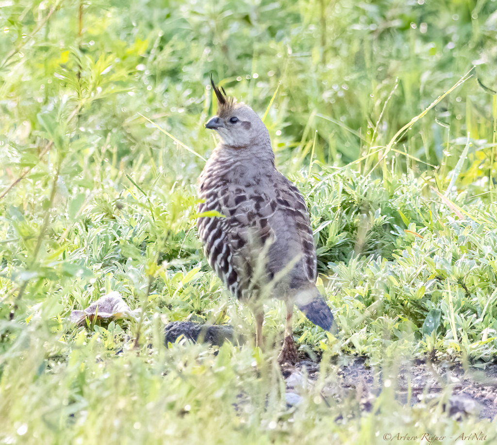 Banded Quail from Atlatlahucan, Mor., México on September 16, 2022 at ...
