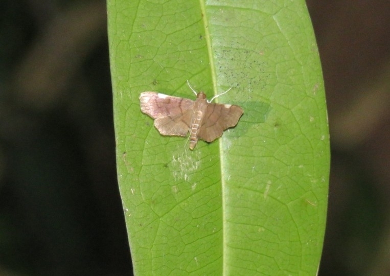Omiodes maculicostalis from Alappuzha, Kerala, India on September 16 ...