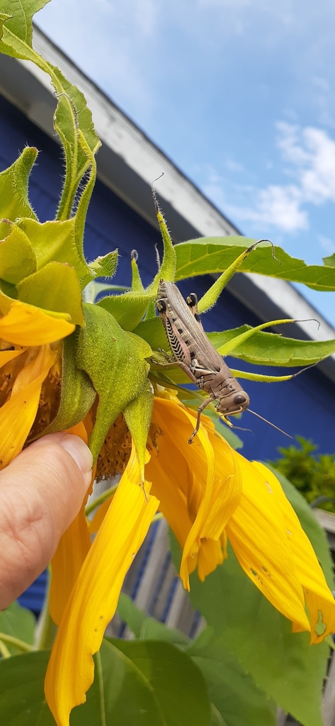 Differential Grasshopper from Silver Lake, WI, USA on September 16 ...