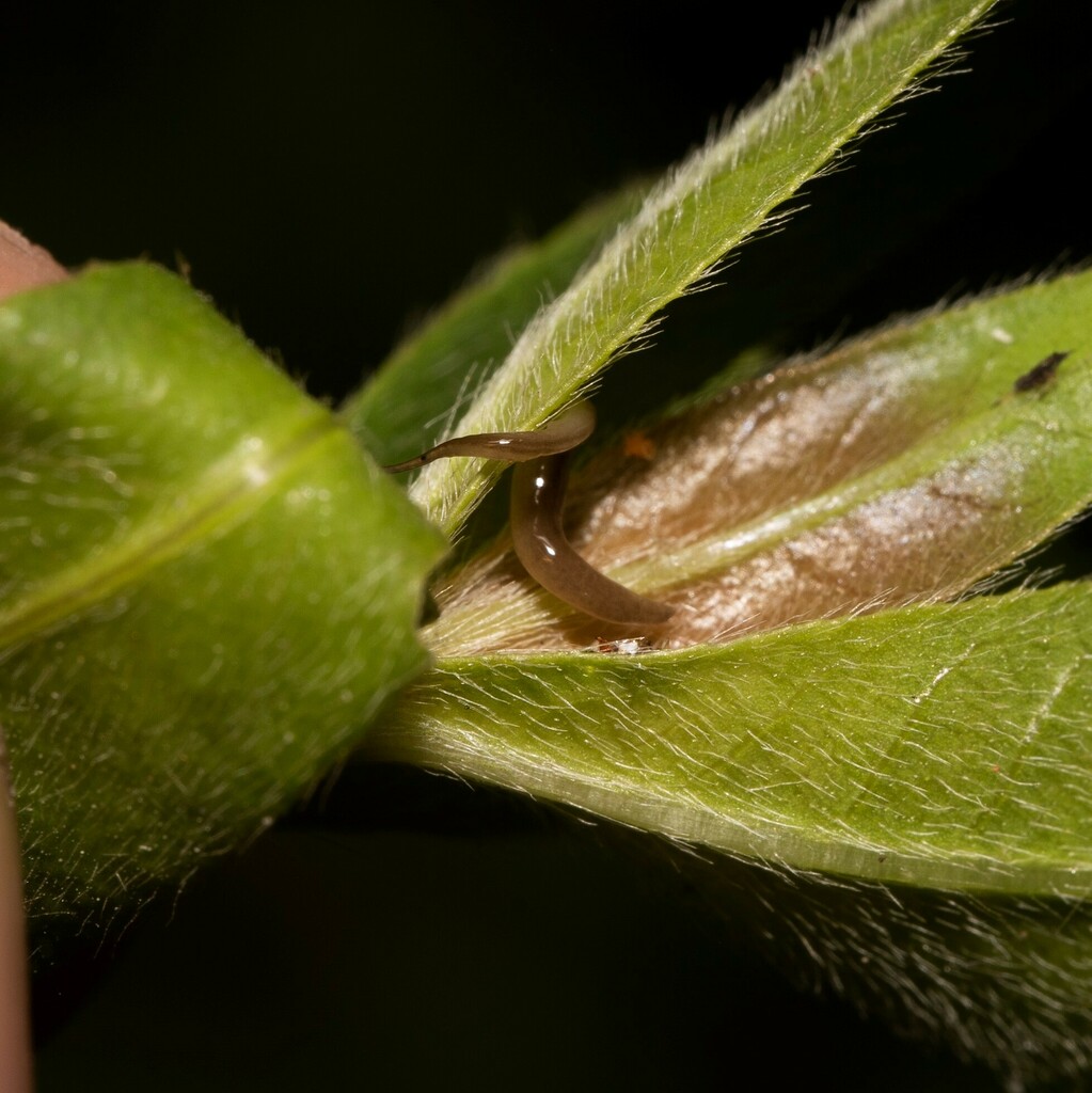 Snake-headed Flatworm from 中国上海市闵行区紫竹高新区 邮政编码: 200240 on September 16, 2022 at 06:52 PM by 银河自然 ...