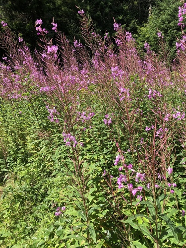 Observations by creoline · iNaturalist