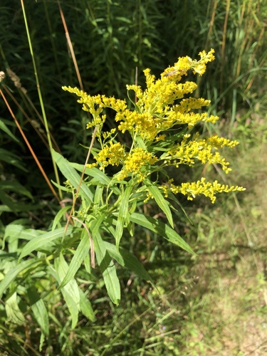 Observações de creoline · BioDiversity4All