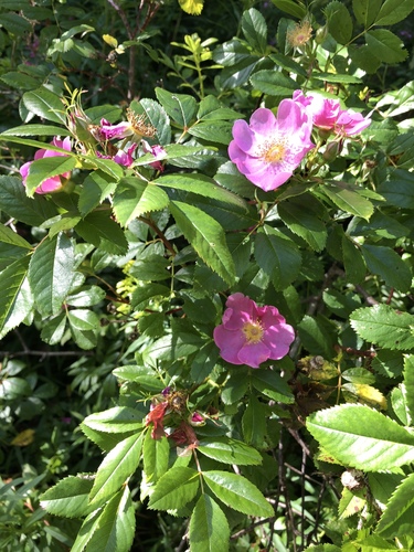 Observações de creoline · BioDiversity4All