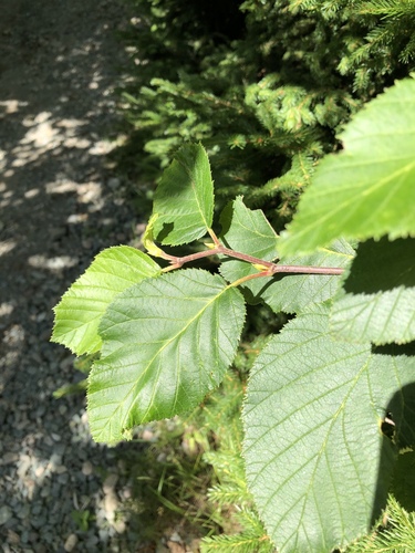 Observações de creoline · BioDiversity4All