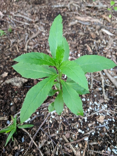 American Burnweed (Variety Erechtites hieraciifolius hieraciifolius ...