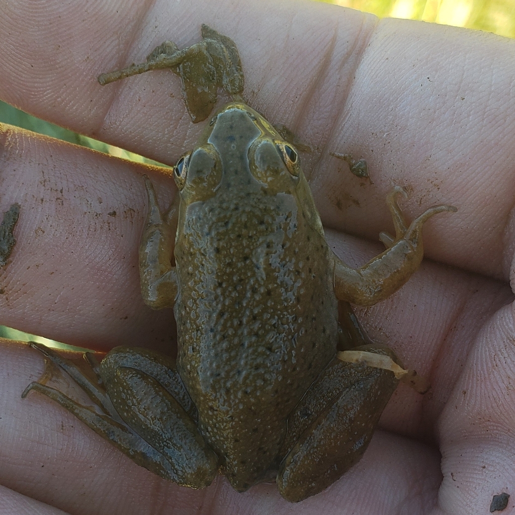 American Bullfrog from San Carlos, AZ 85550, USA on September 16, 2022 ...