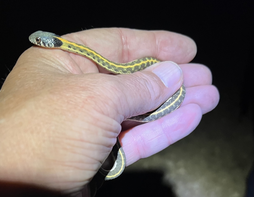 Black-necked Garter Snake from Mora County, NM, USA on September 13 ...