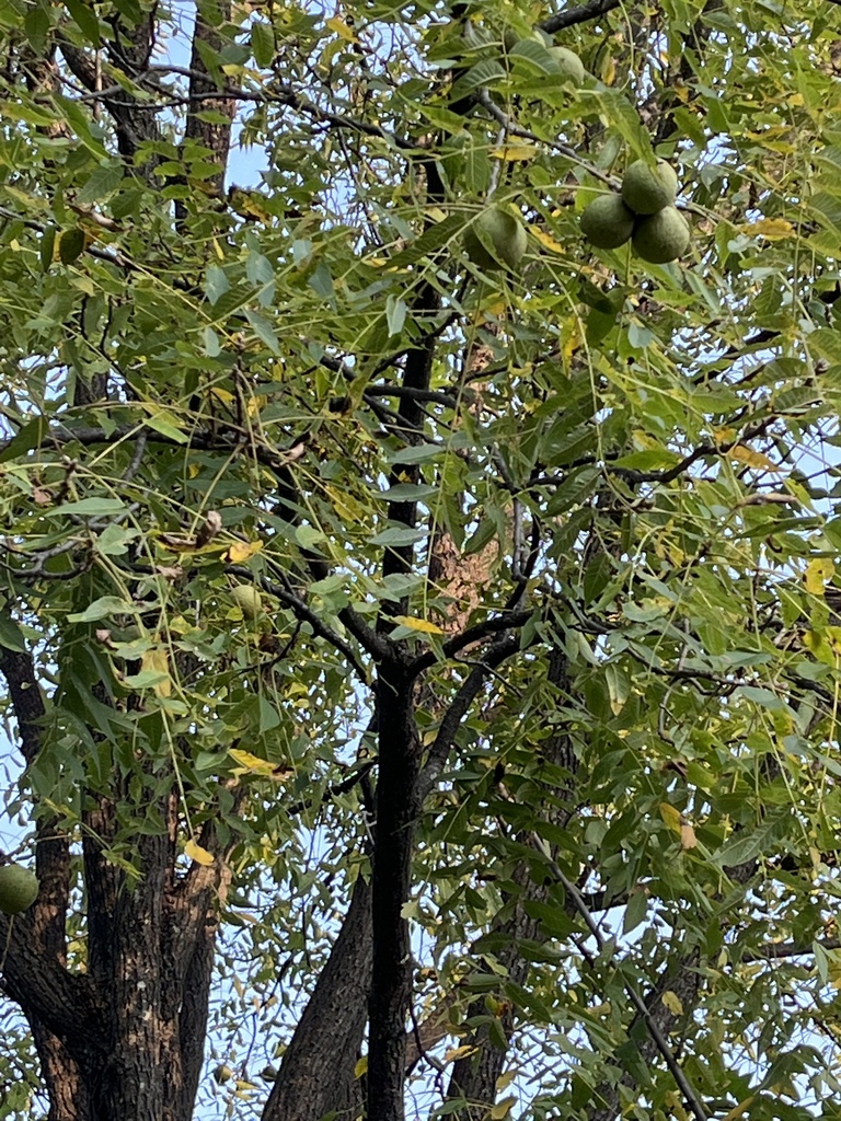 eastern black walnut from University of Virginia, Charlottesville, VA ...