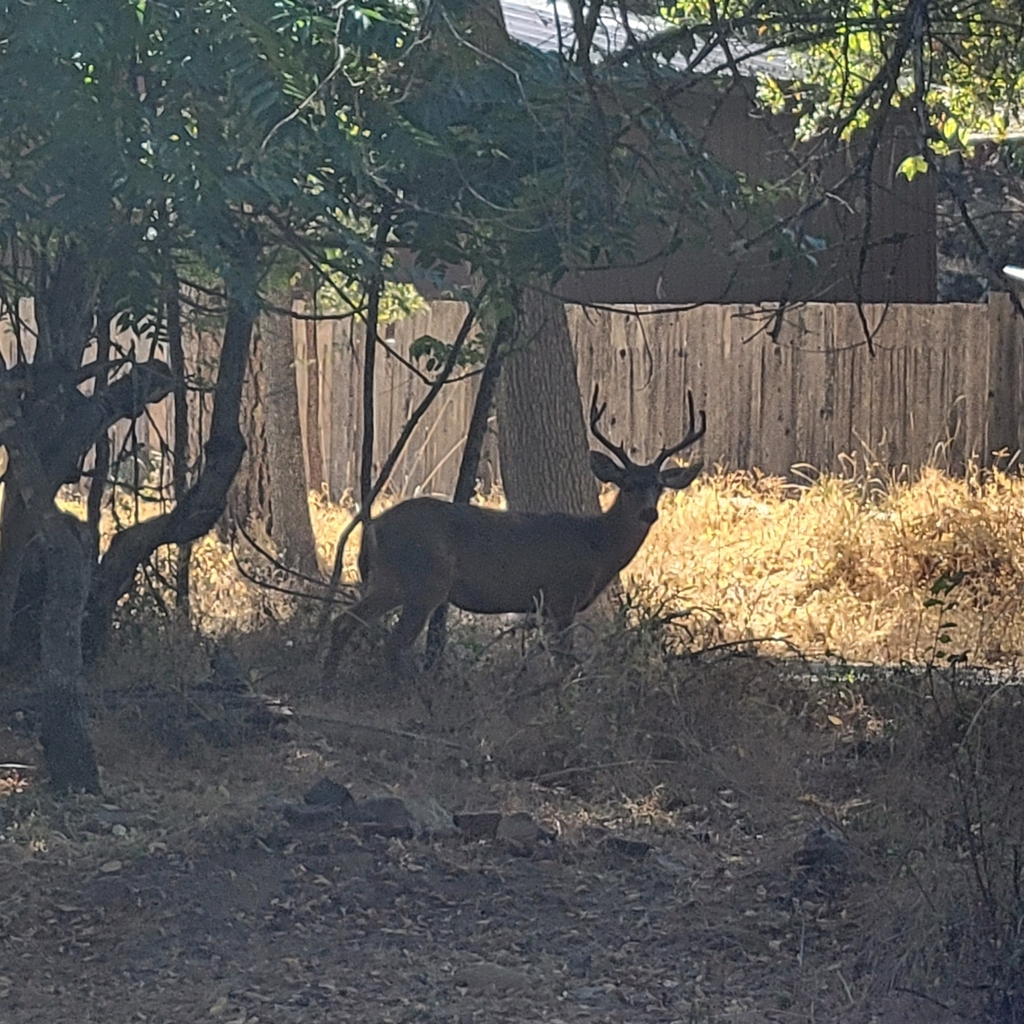 Mule Deer from Columbia State Historic Park, Tuolumne County, US-CA, US ...
